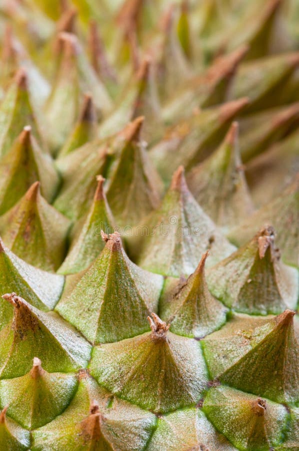 Durian s skin stock photo. Image of ripe, durian, dieting - 30286020