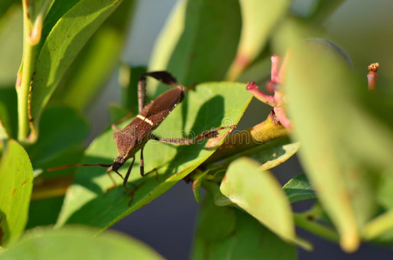 Macro View of an Eastern Leaf-footed Bug on a Green Leaf Stock Photo ...