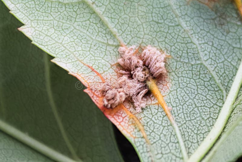 The Macro View of Erupted Cedar Hawthorn Rust on a Leaf Stock Image ...