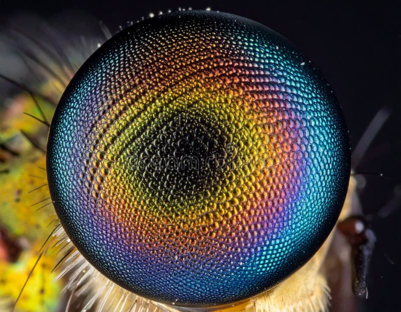 Iridescent Compound Stock Illustrations – 1,518 Iridescent Compound ...