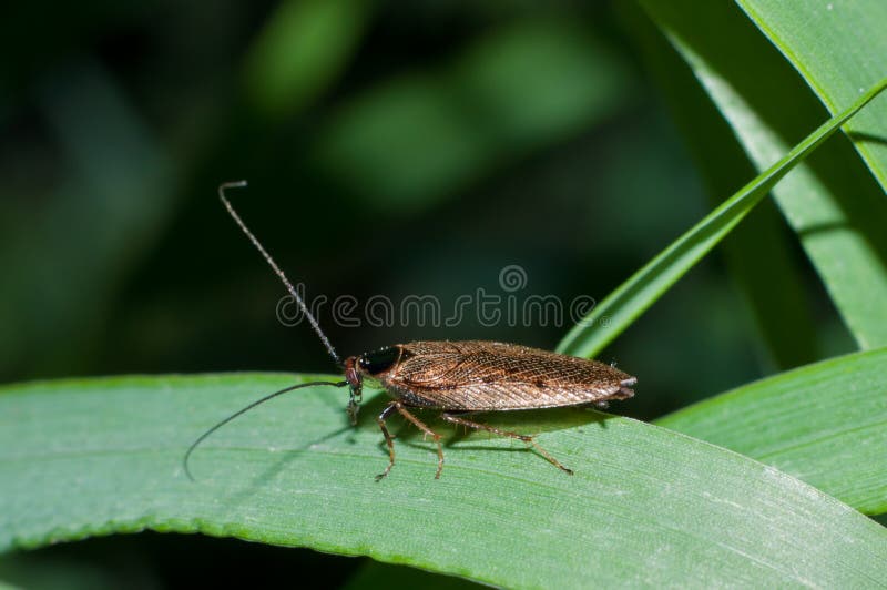 Wild cockroach stock photo. Image of wild, paddy, tree - 31384234