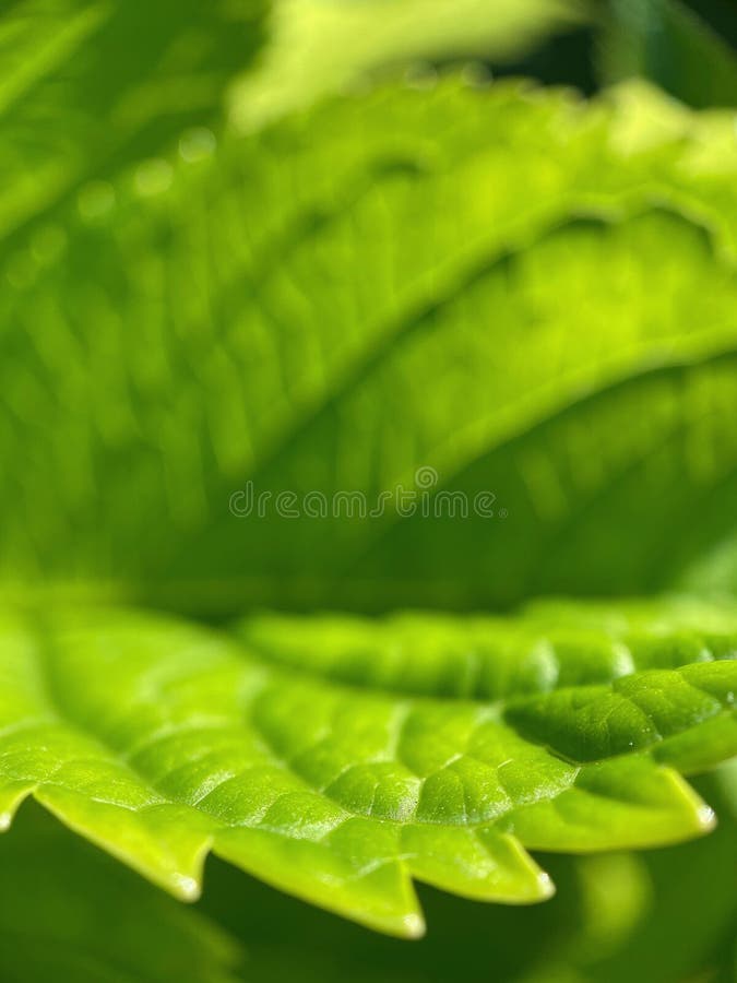 Macro View of Fresh Green Leaf Natural Background Wallpaper. Stock ...
