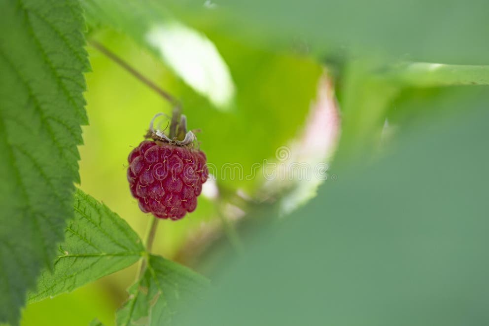 A Macro View of a a Fresh Red Raspberry Growing on a Bush Stock Photo ...