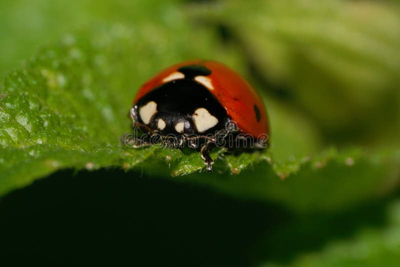 Front view of ladybug stock image. Image of insect, ladybug - 8466437