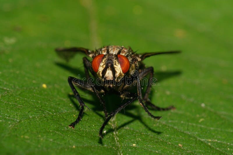 Macro View from the Front of a Fluffy Caucasian Fly with Large E Stock ...