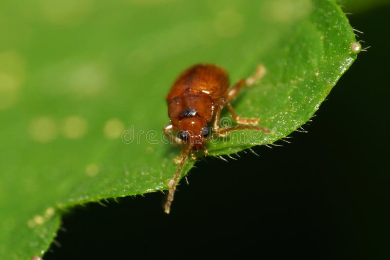 Macro View from the Front of a Small Brown Caucasian Leaf Beetle Stock ...