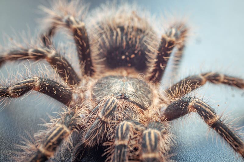 Macro View of Grammostola Pulchripes Tarantula Stock Photo - Image of ...