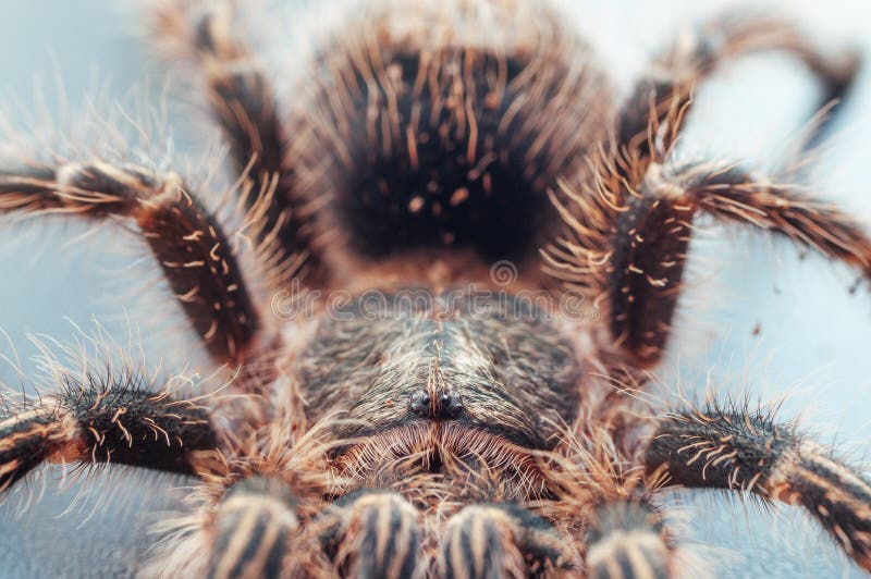 Macro View of Grammostola Pulchripes Tarantula Stock Photo - Image of ...