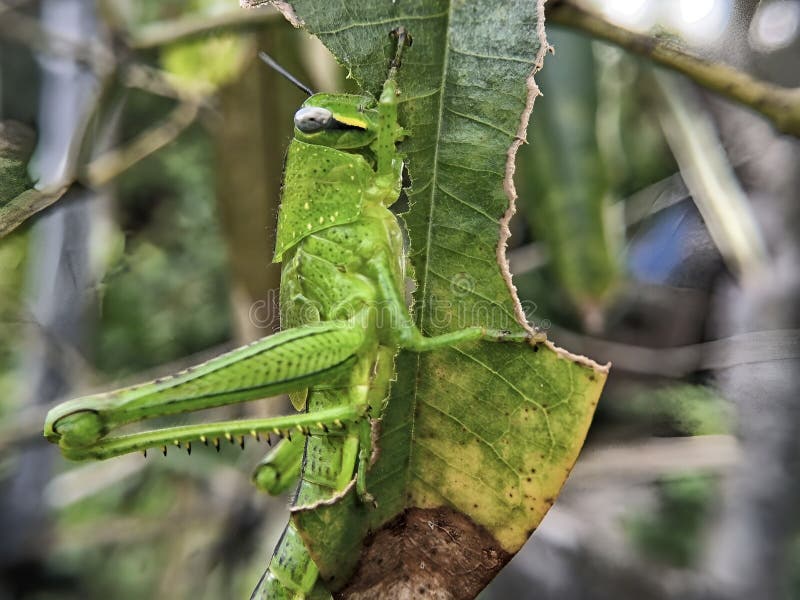 Grasshopper eating leaves stock photo. Image of plant - 256724108