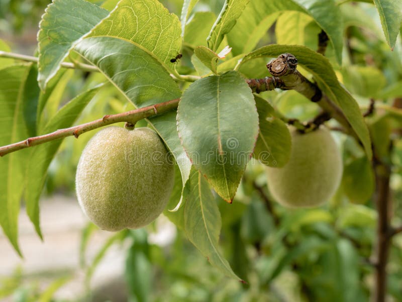 Macro View of a Green Colored Peach Prunus Persica Stock Image - Image ...