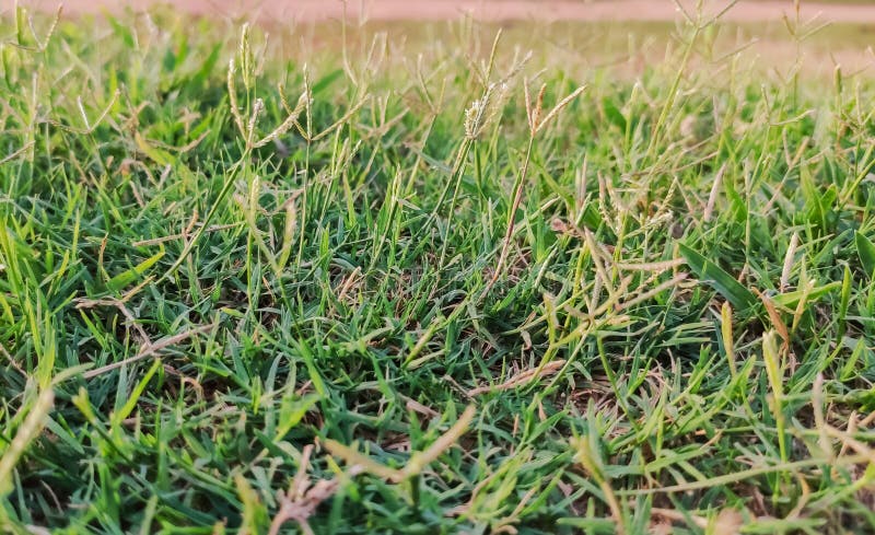 Macro View of Green Grass at Playground Stock Photo - Image of jungle ...