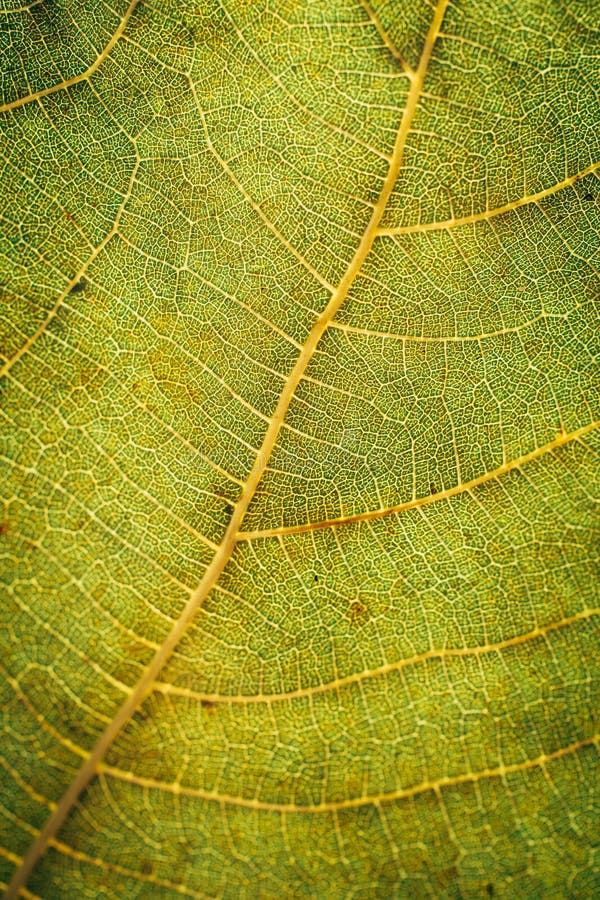 Macro View Of Green Leaf Texture And Background Organic And Natural Pattern Stock Image
