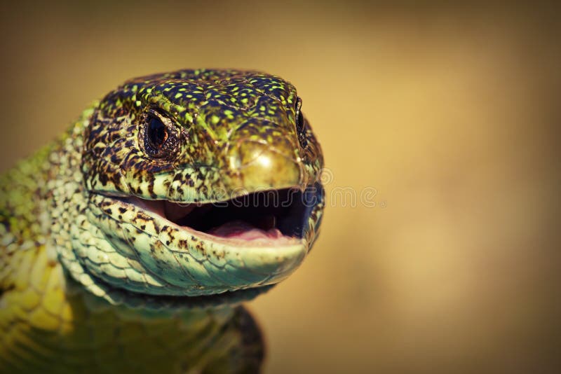 Lizard head and front legs stock image. Image of wildlife - 22100561