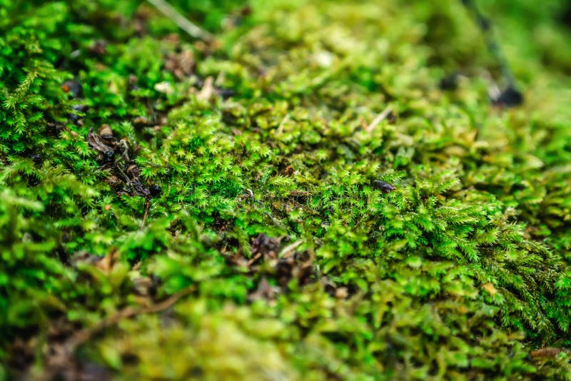 Macro View of Green Musk in a Garden Stock Image - Image of botanical ...