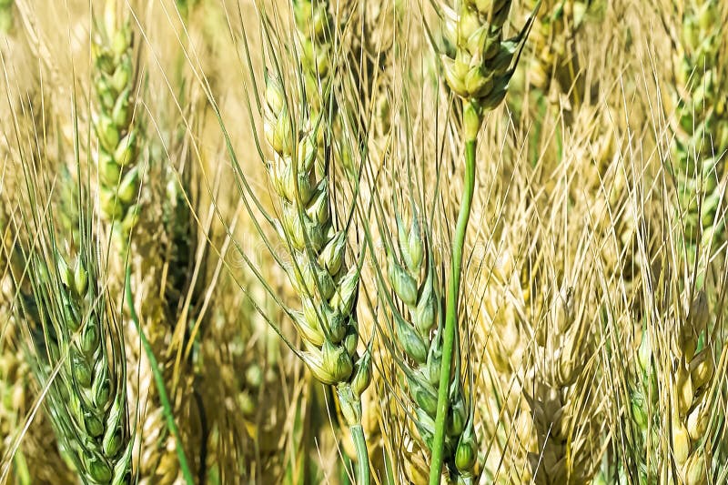 Macro View of Green and Pale Yellow Barley Heads Stock Photo - Image of ...