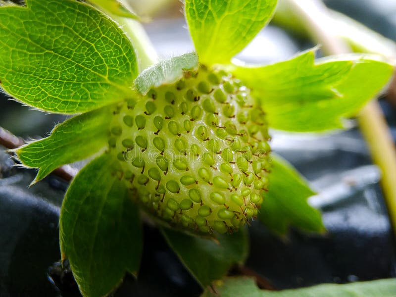 Macro View of Green Strawberry Stock Photo - Image of people, branch ...