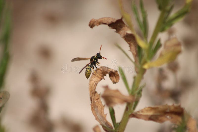 Macro View of a Hornet on the Dry Leaf of a Plant Stock Photo - Image ...