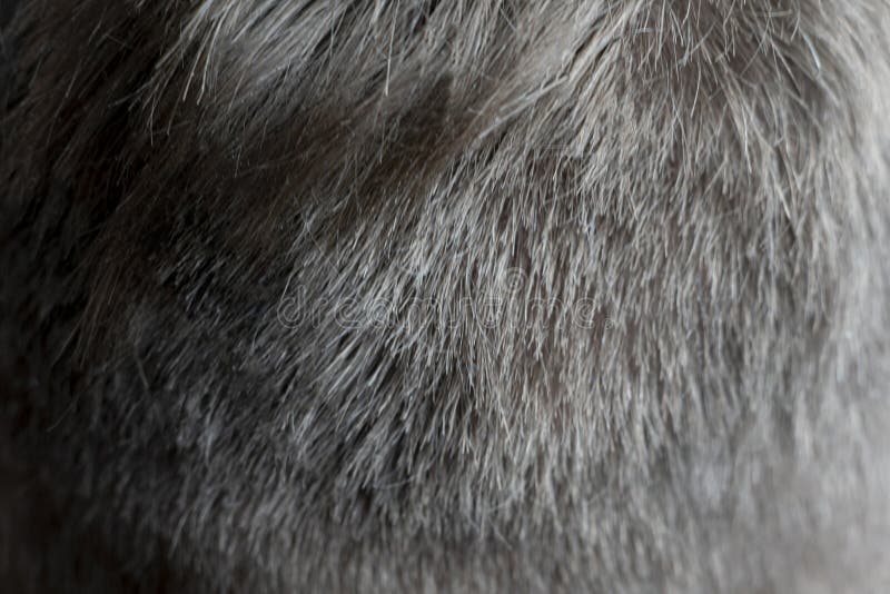 A Macro View of Human Male Head Hair Stock Image - Image of shampoo ...