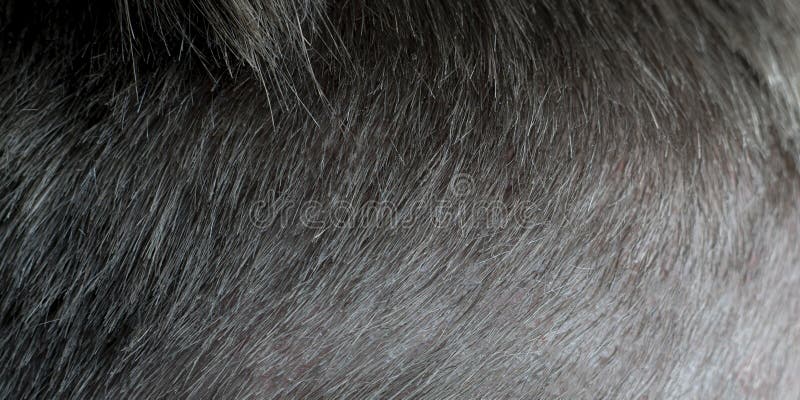 A Macro View of Human Male Head Hair Stock Image - Image of long, salon ...