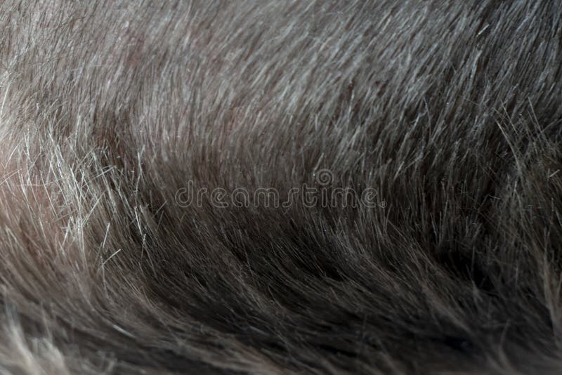 A Macro View of Human Male Head Hair Stock Image - Image of fashion ...