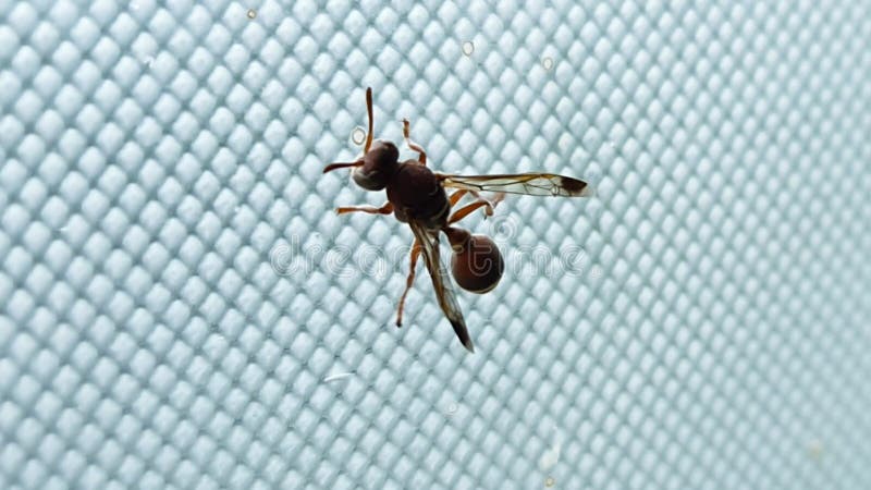 Macro View of Insect Wasp Resting on a Glass Stock Video - Video of ...