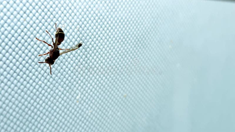 Macro View of Insect Wasp Resting on a Glass Stock Footage - Video of ...