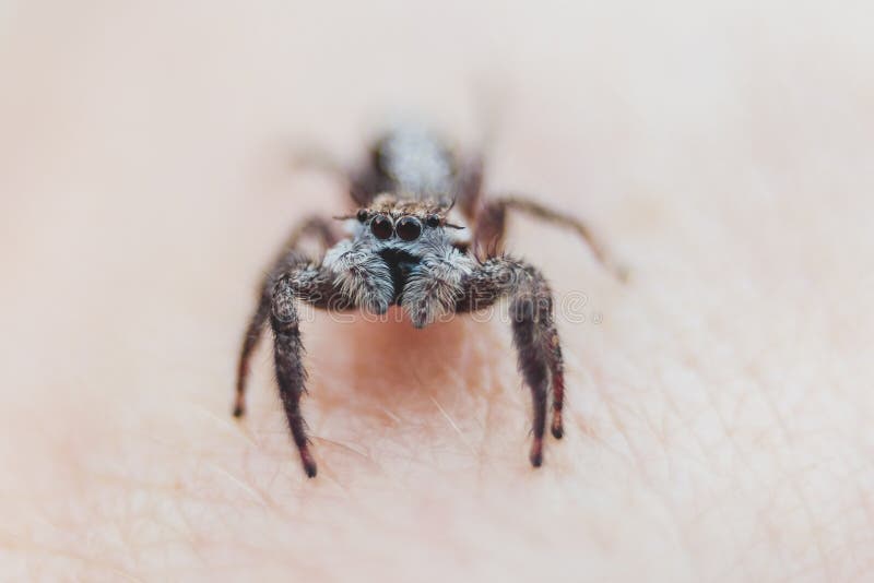 Jumping Spider stock image. Image of entomology, biology - 151366087