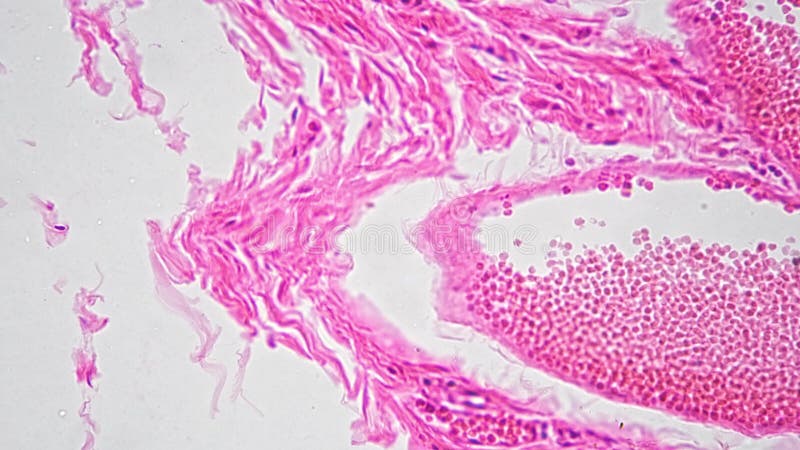 Kidney Tissues in Longitudinal Section Magnified Under Microscope 400x ...