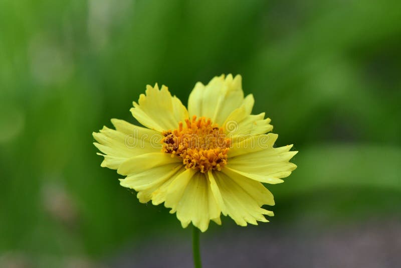 Macro View of Lance-leaved Coreopsis Flower S Blooming Head Stock Image ...