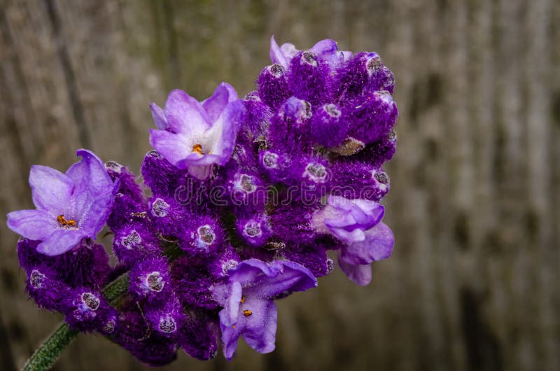 Macro View of Lavender Flower Cluster Stock Image - Image of people ...