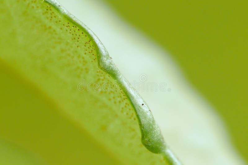 Macro view of leaf edge stock photo. Image of growth - 49781002