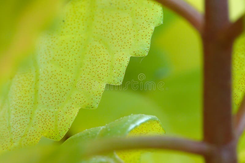 Macro view of leaf edge stock image. Image of green, nature - 49781047