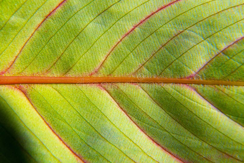 A Macro View of Leaf Texture, Green Botany Flora Stock Photo - Image of ...