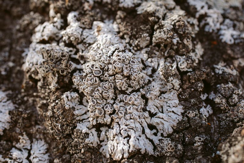 Macro View of Lichen and Moss. Close Up View of Lichen on Oak Tree Bark ...