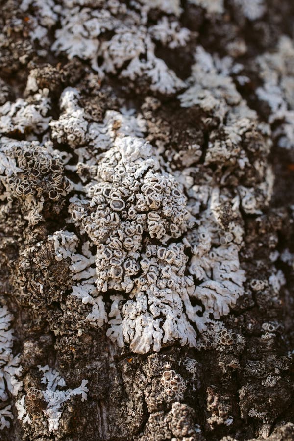Macro View of Lichen and Moss. Close Up View of Lichen on Oak Tree Bark ...