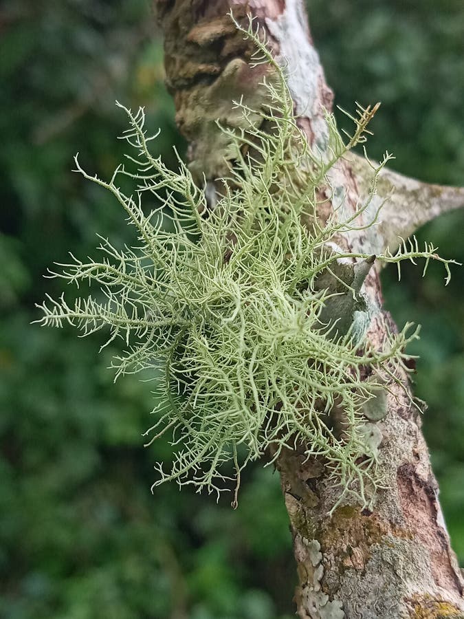 Macro View of Lichen on a Rotten Tree Branch Stock Photo - Image of ...