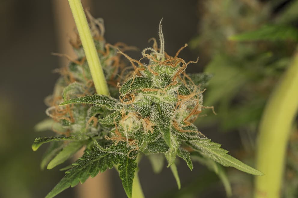 Macro View of Marijuana Bloom Stock Image - Image of drug, leaf: 93905969