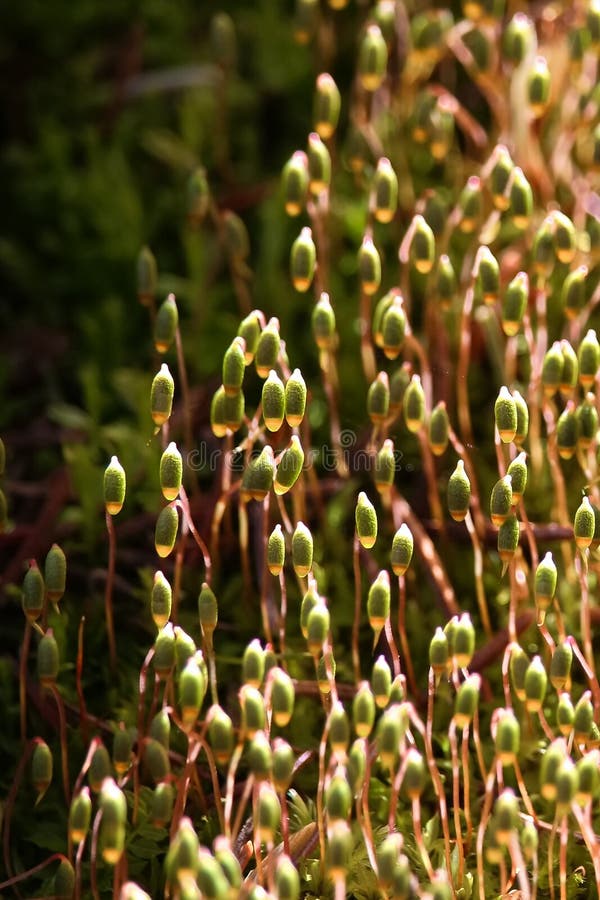 Macro View of Moss Capsules in the Morning Sunlight Stock Image - Image ...