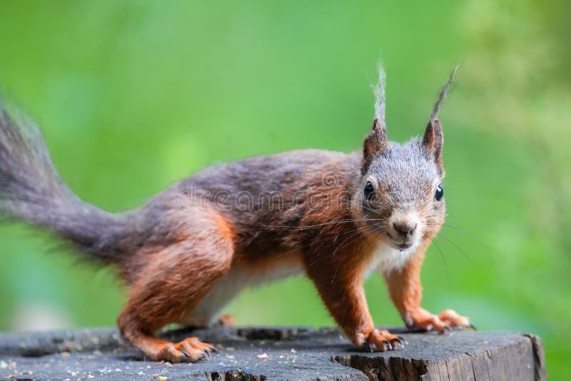 Macro View of a Mount Graham Red Squirrel Standing on a Tree Stump ...
