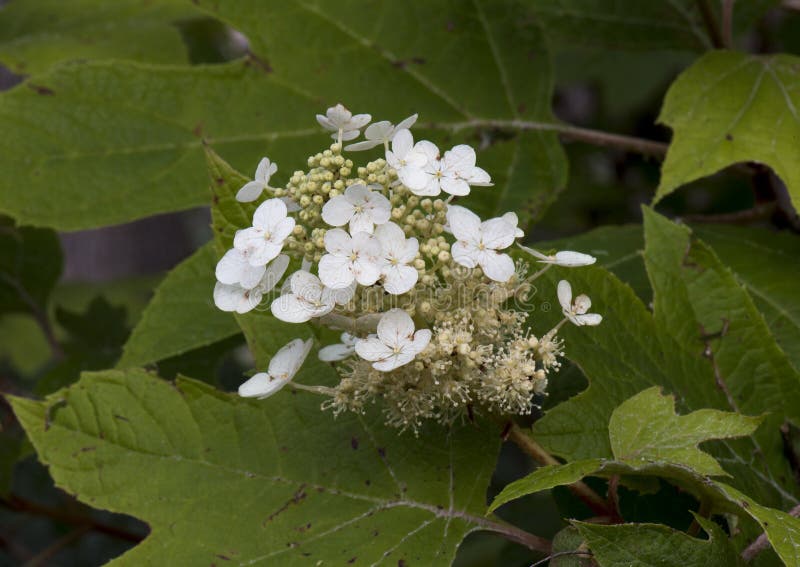 Macro View Oakleaf Hydrangea Stock Photo - Image of asterids, family ...