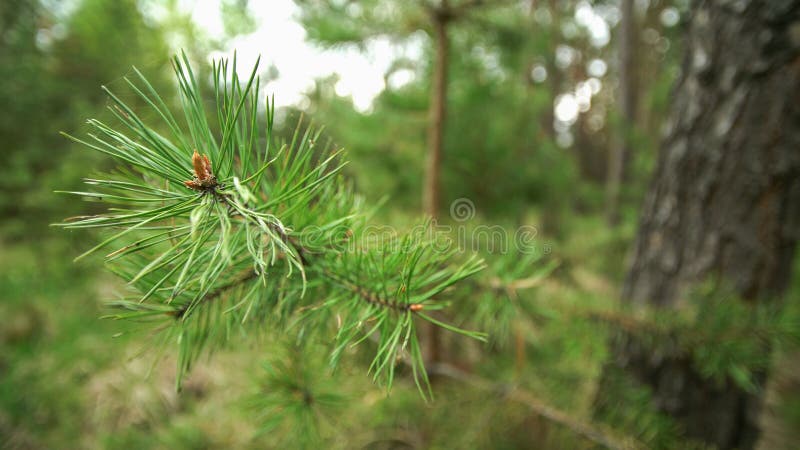 Macro View on Part of Pine Tree in Forest. Stock Image - Image of macro ...