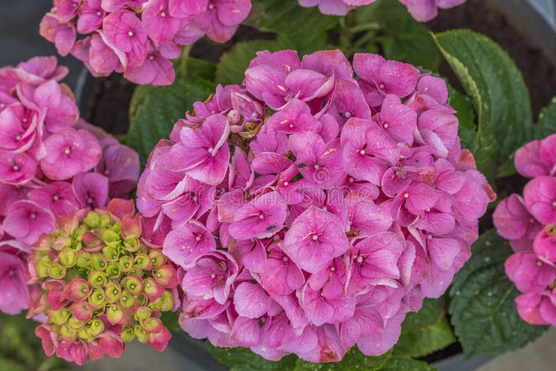 Macro View of Pink Hydrangea Flowers. Stock Image - Image of ...