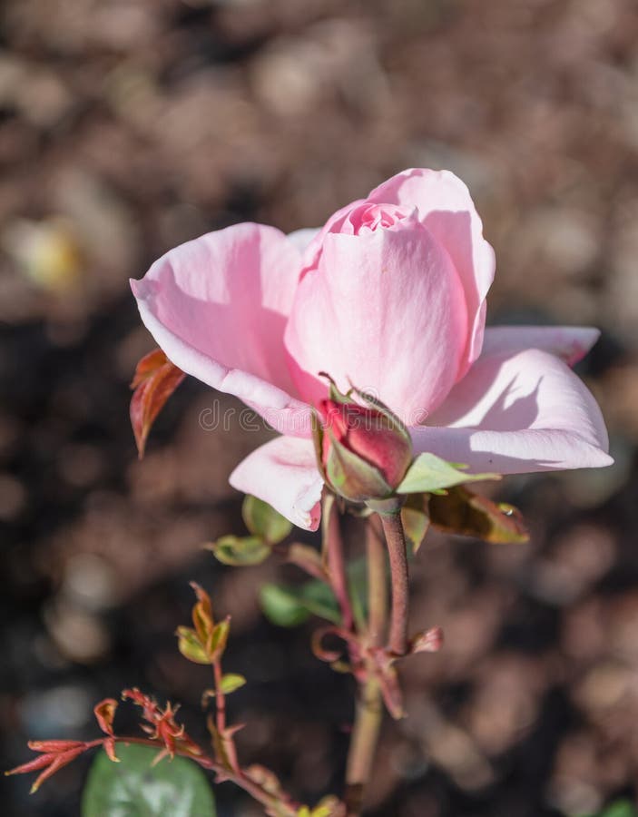 Macro View of Pink Rose Flower Blooming in Summer Stock Image - Image ...