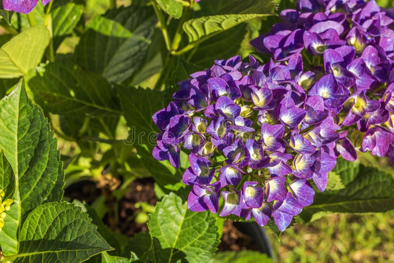 Macro View of Purple Hydrangea Blooms Set Against a Green Garden ...