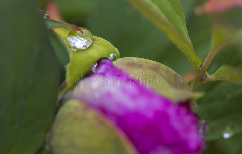 Macro View of Raindrop on Blooming Pink Peony Flower.. Stock Image ...