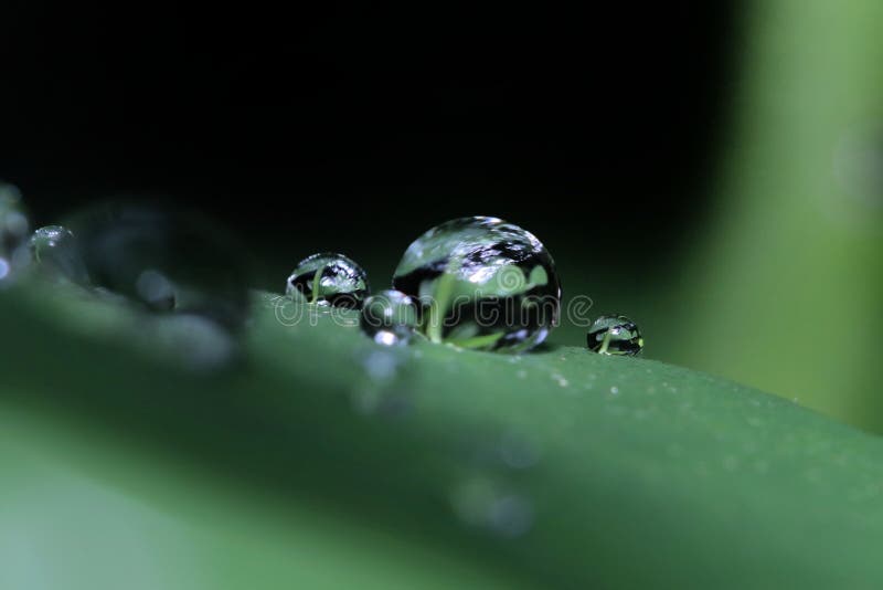 Macro View of Rainwater Droplets on Leaves Stock Image - Image of plant ...