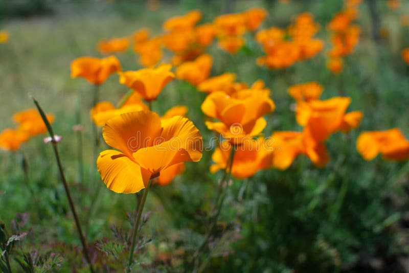 Macro View of Rare Orange Color Poppy Growing in the Field Stock Photo ...