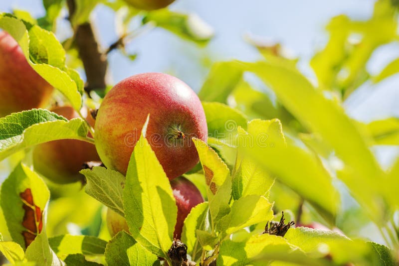 Macro View of Red Apple on a Tree in the Garden Stock Image - Image of ...