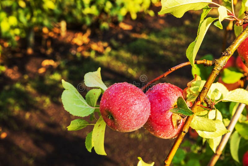 Macro View of Red Apples in Garden on an Apple Tree with Raindrops ...