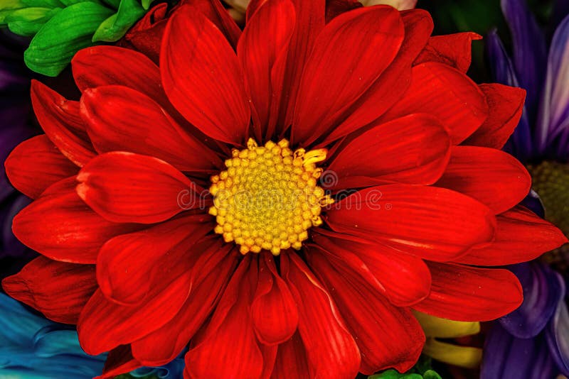 Up close to a red daisy stock photo. Image of flora - 245972012